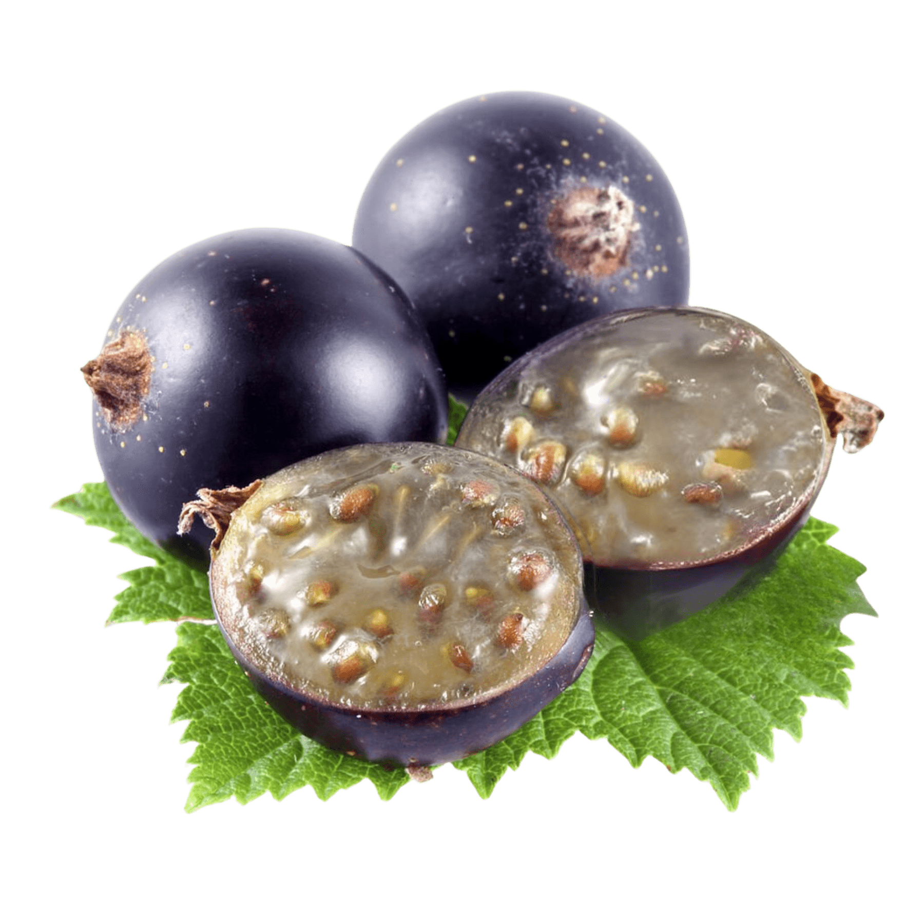 Black Currant – AFP | Aseptic Fruit Purees