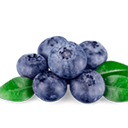 Blueberry – AFP | Aseptic Fruit Purees